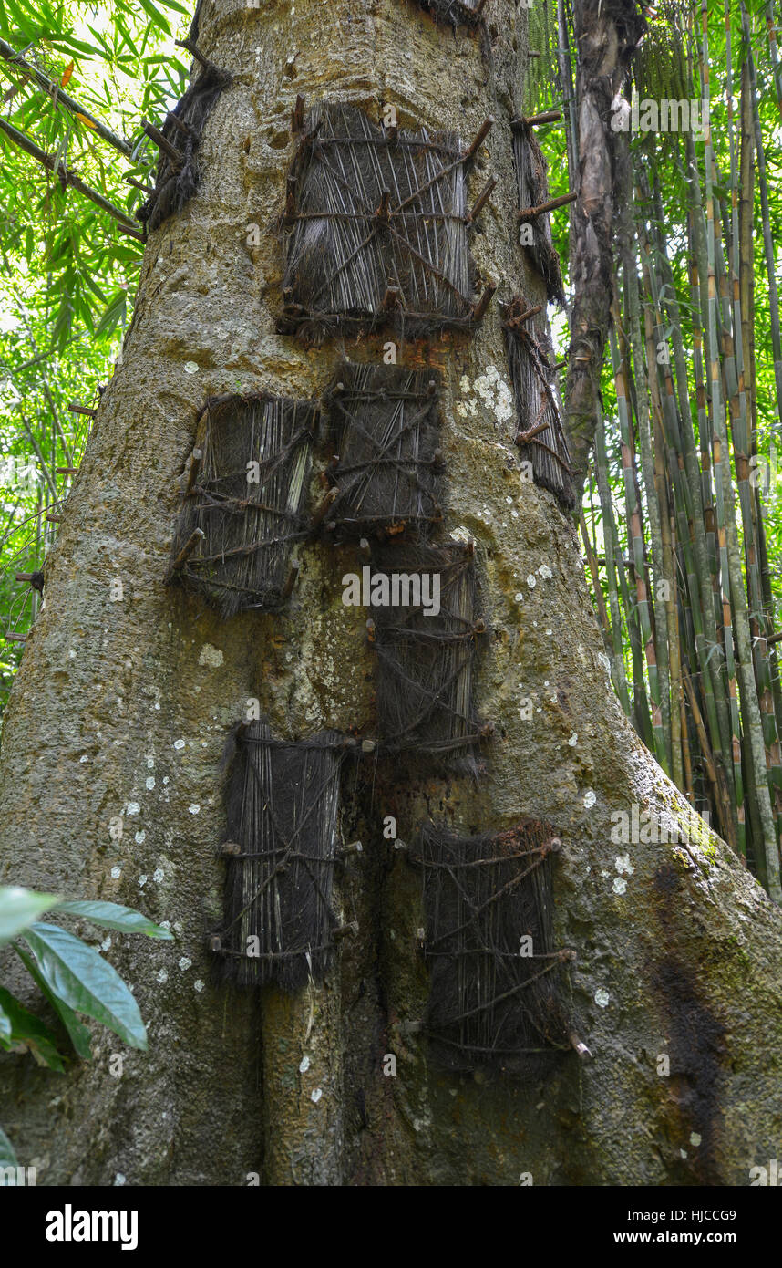 Baby tree graves hi-res stock photography and images - Alamy