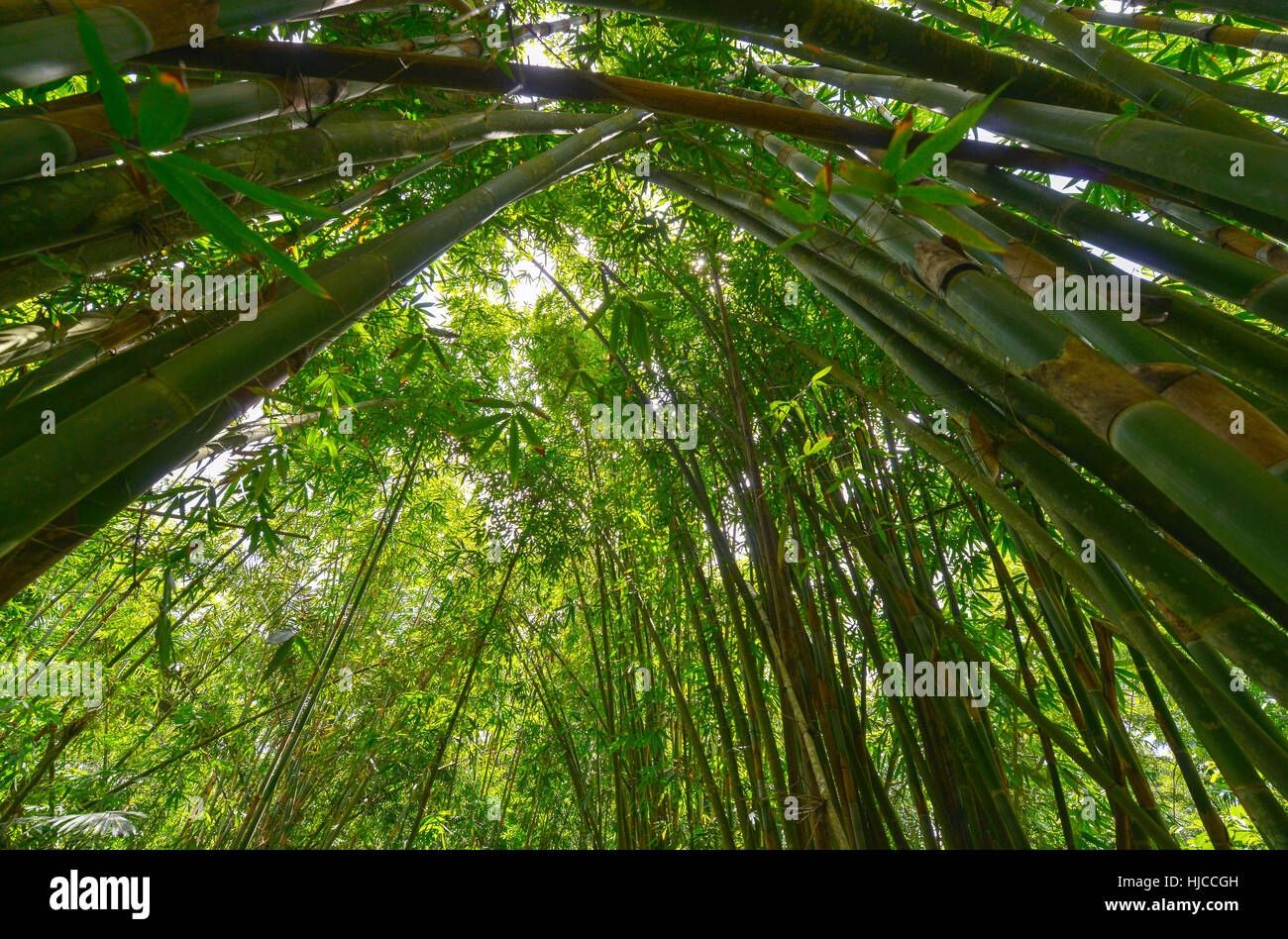Bamboo background, Java, Indonesia Stock Photo - Alamy