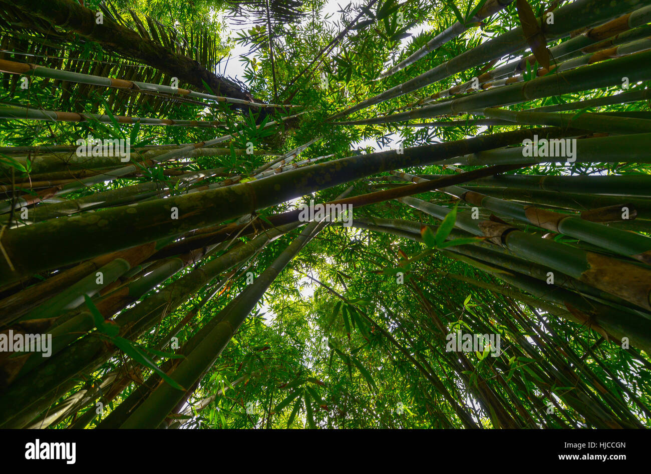 Bamboo background, Java, Indonesia Stock Photo - Alamy