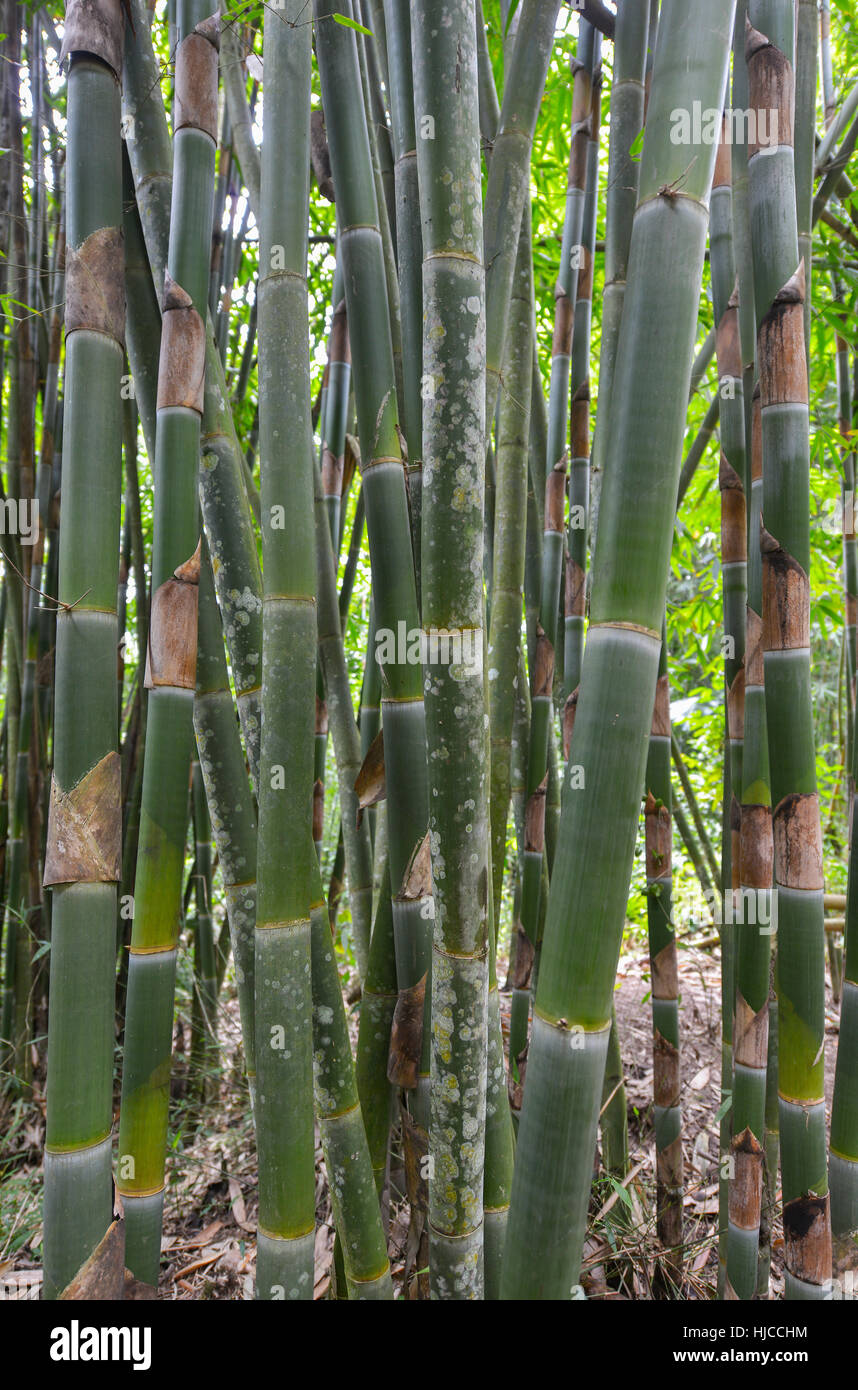 Bamboo background, Java, Indonesia Stock Photo - Alamy