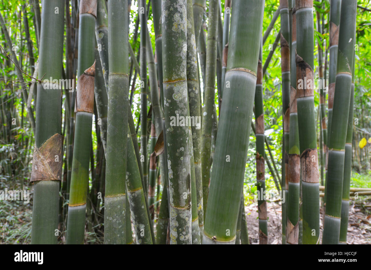 Bamboo background, Java, Indonesia Stock Photo - Alamy