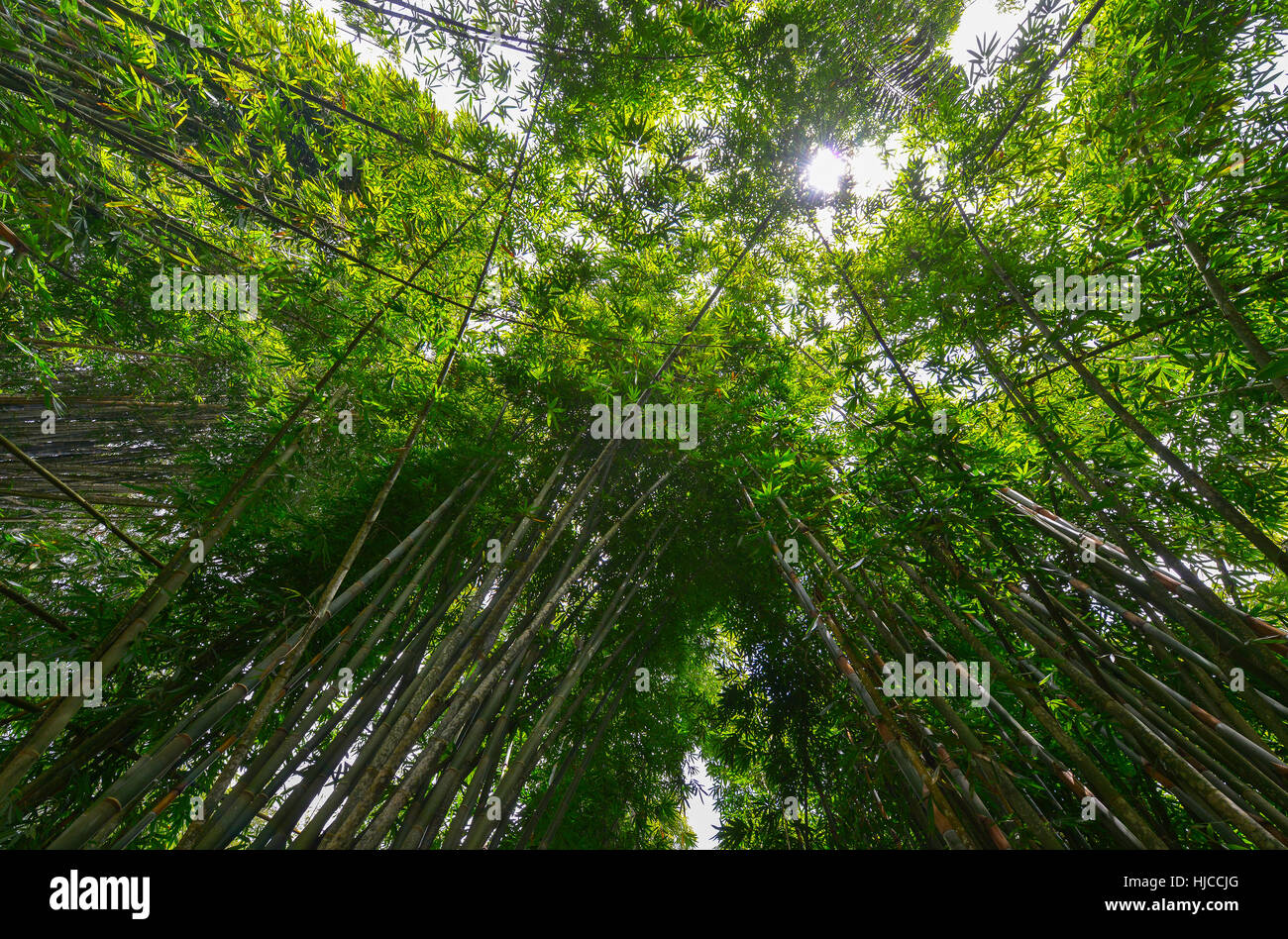 Bamboo background, Java, Indonesia Stock Photo - Alamy
