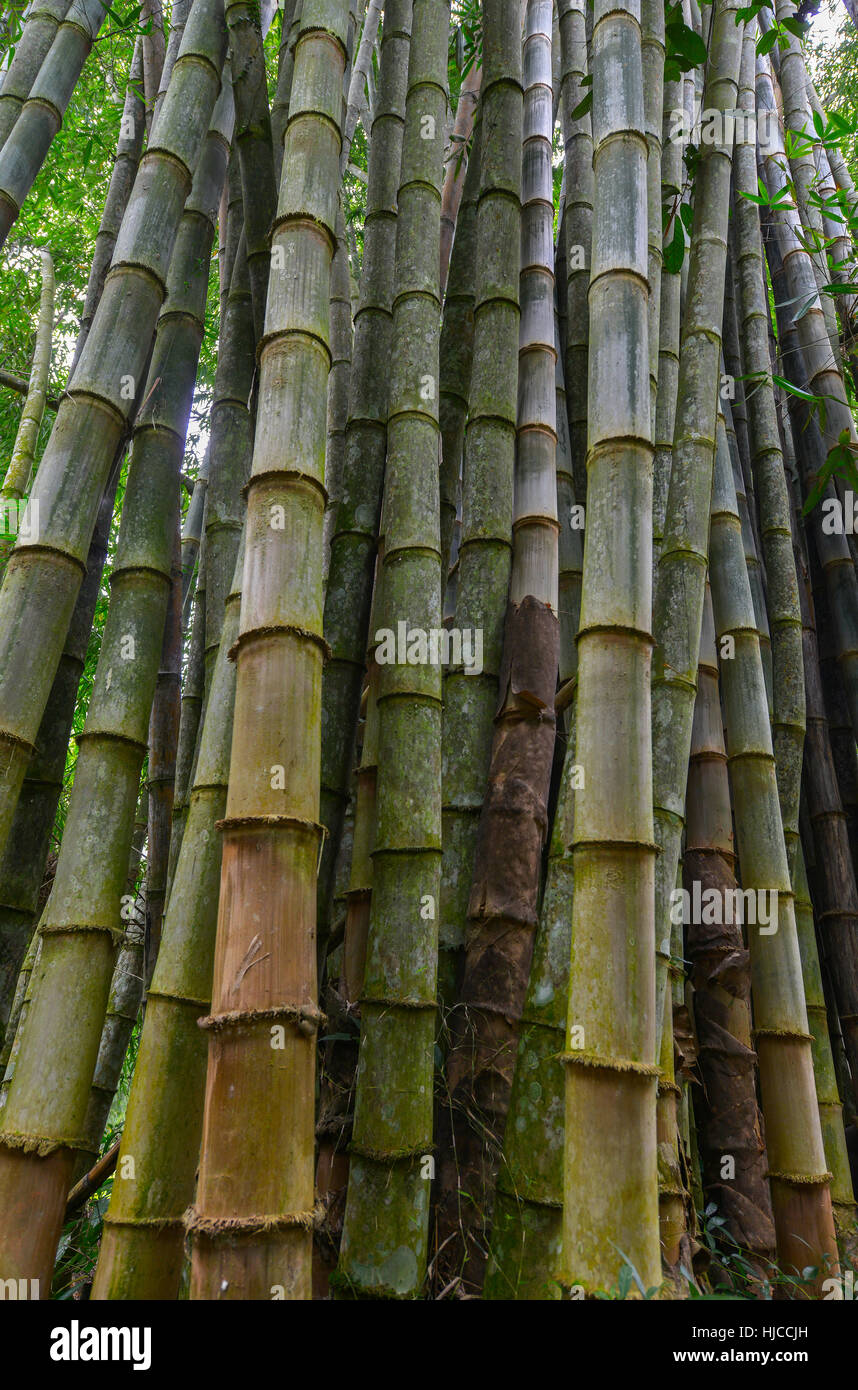 Bamboo background, Java, Indonesia Stock Photo - Alamy
