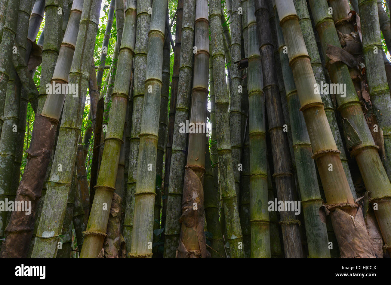 Bamboo background, Java, Indonesia Stock Photo - Alamy
