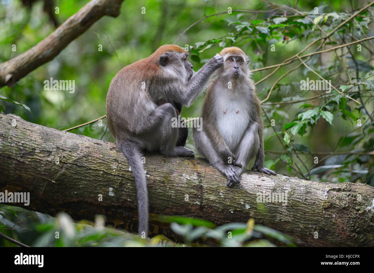 Monkey in the jungle in Bukit Lawang, Sumatra, Indonesia Stock Photo ...