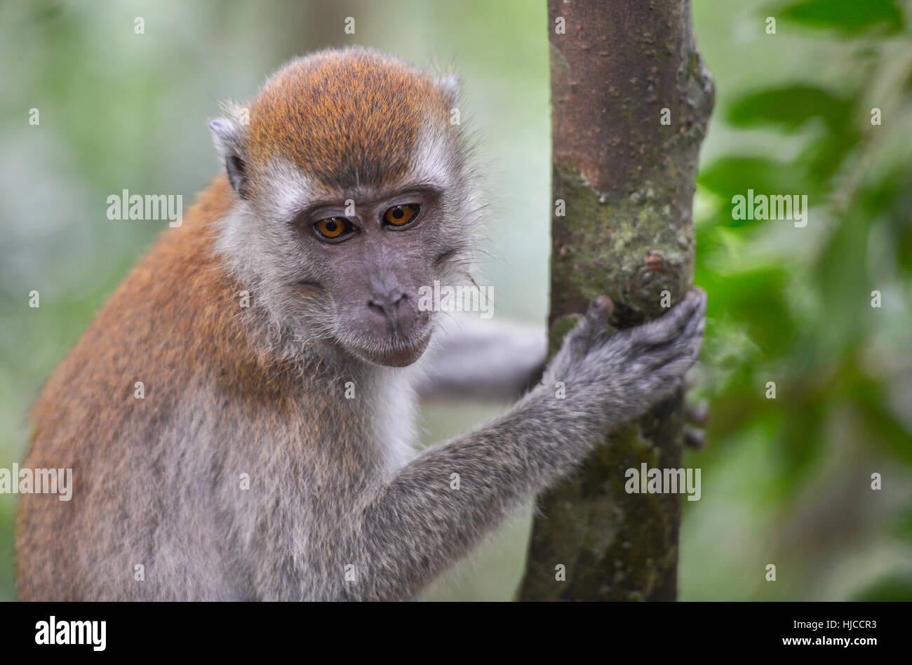 Monkey in the jungle in Bukit Lawang, Sumatra, Indonesia Stock Photo ...