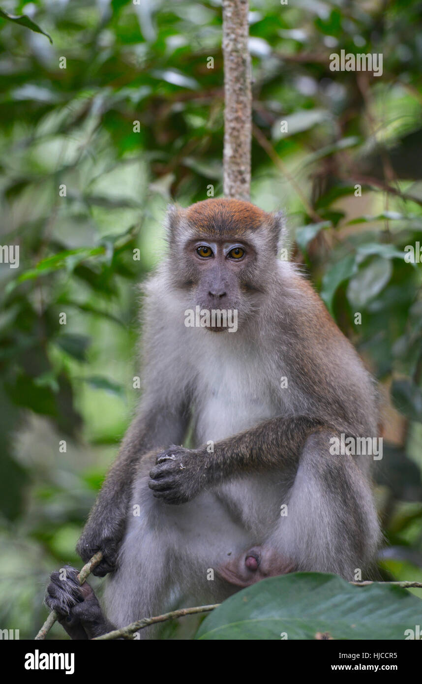 Sumatra travel hi-res stock photography and images - Alamy