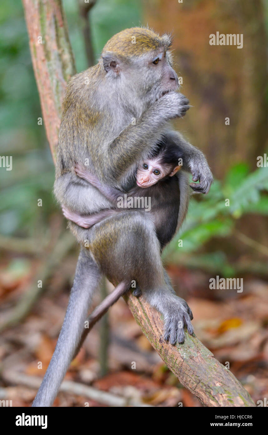 Monkey in the jungle in Bukit Lawang, Sumatra, Indonesia Stock Photo ...