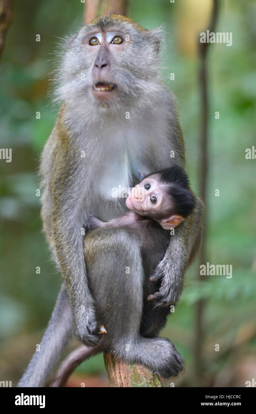 Monkey in the jungle in Bukit Lawang, Sumatra, Indonesia Stock Photo ...