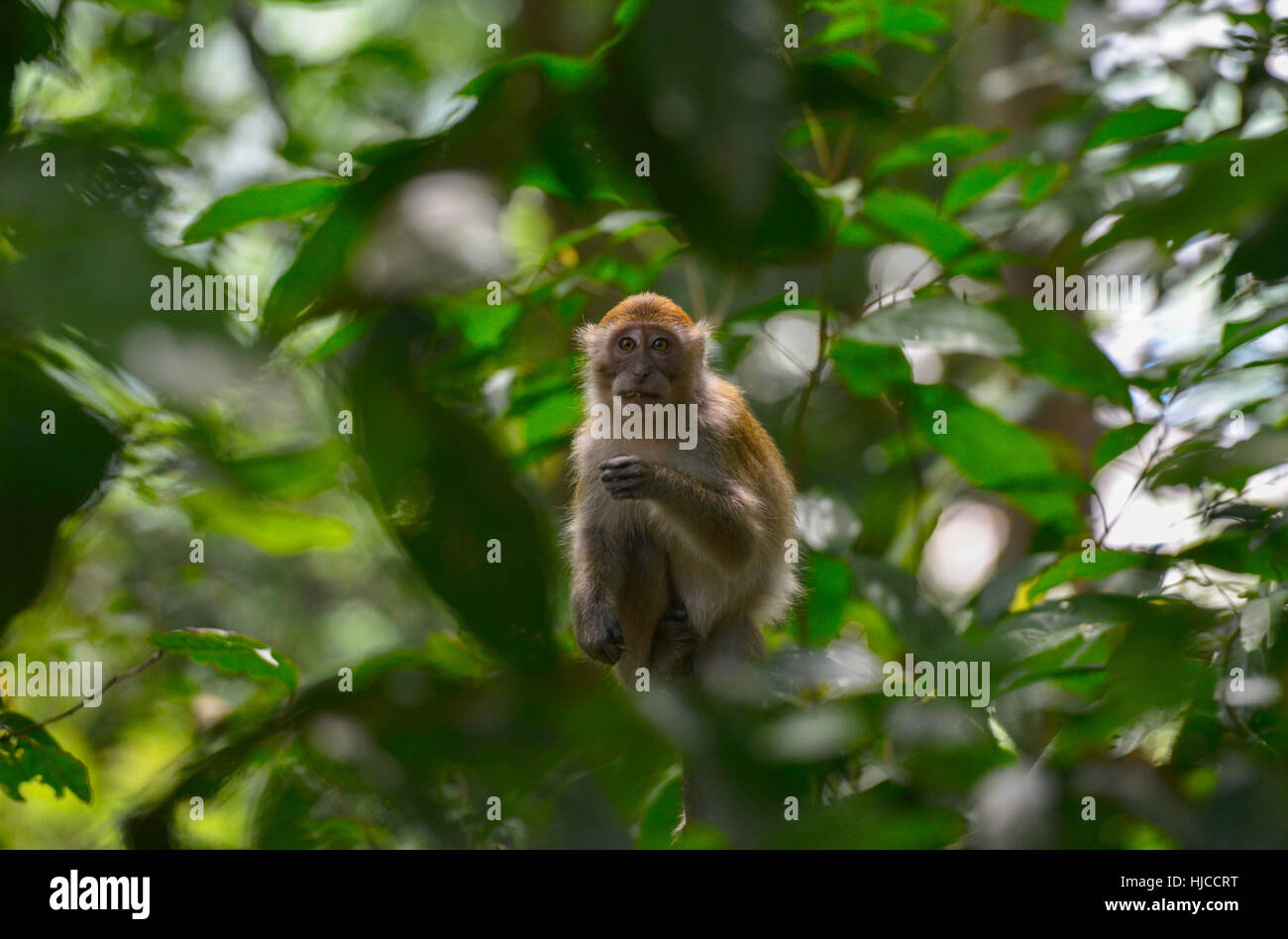 Monkey in the jungle in Bukit Lawang, Sumatra, Indonesia Stock Photo ...