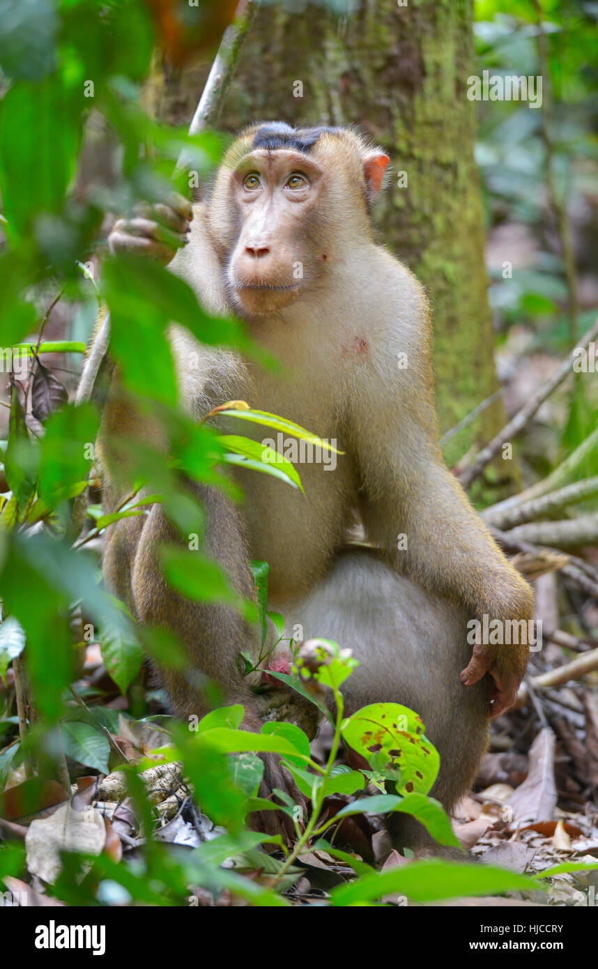 Monkey in the jungle in Bukit Lawang, Sumatra, Indonesia Stock Photo ...