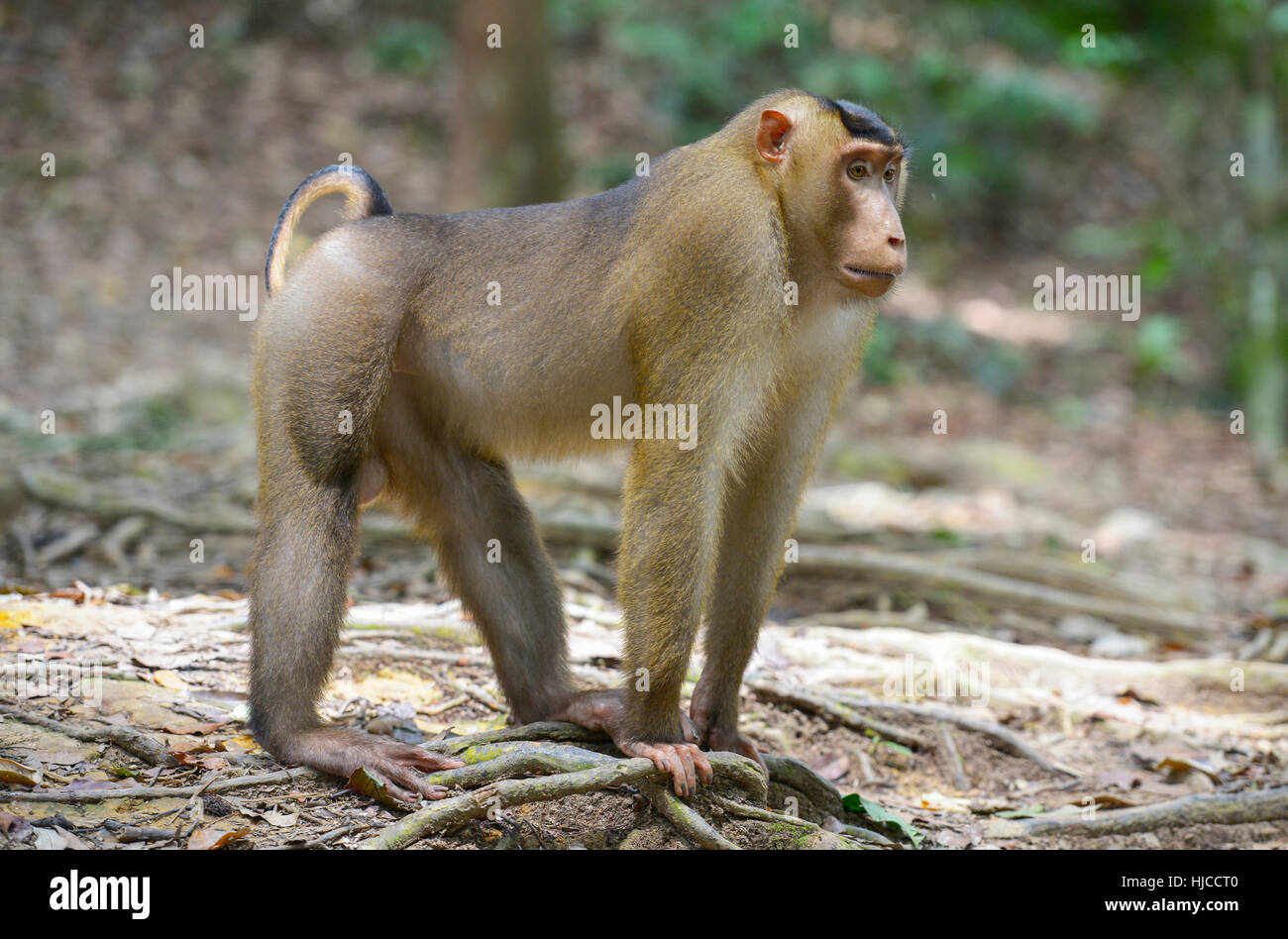 Monkey in the jungle in Bukit Lawang, Sumatra, Indonesia Stock Photo ...
