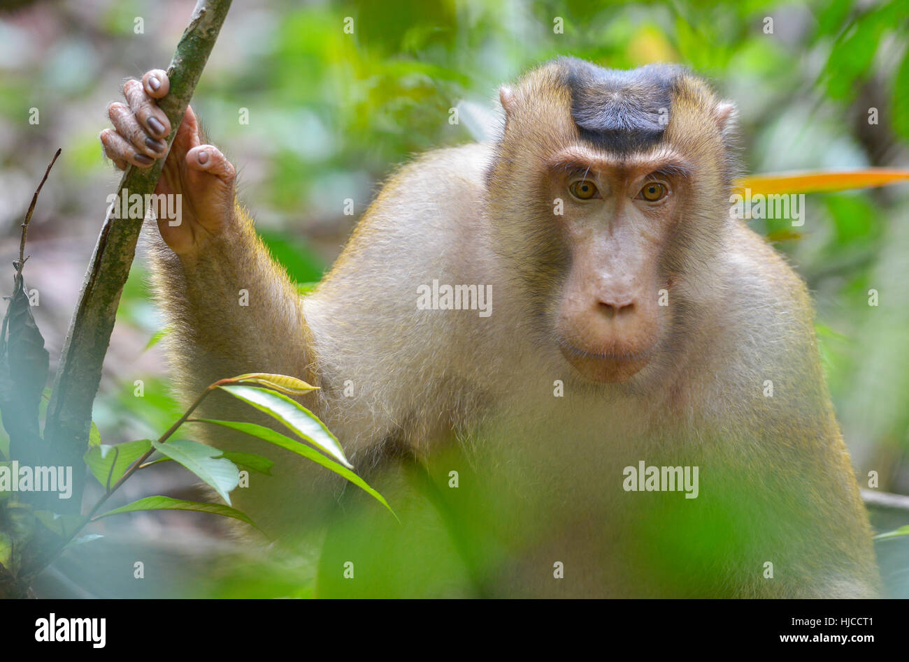 Monkey in the jungle in Bukit Lawang, Sumatra, Indonesia Stock Photo ...