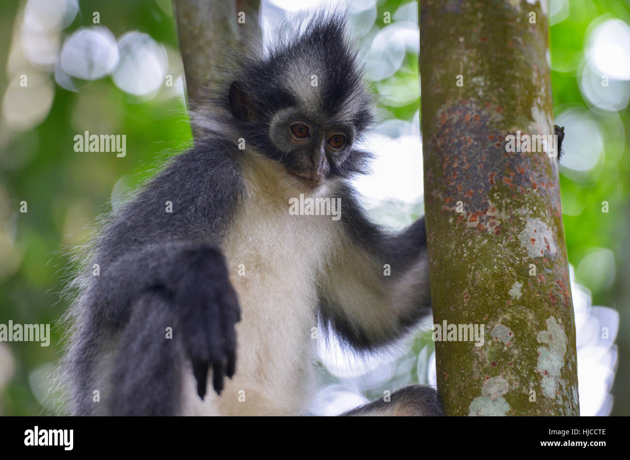 Monkey in the jungle in Bukit Lawang, Sumatra, Indonesia Stock Photo ...