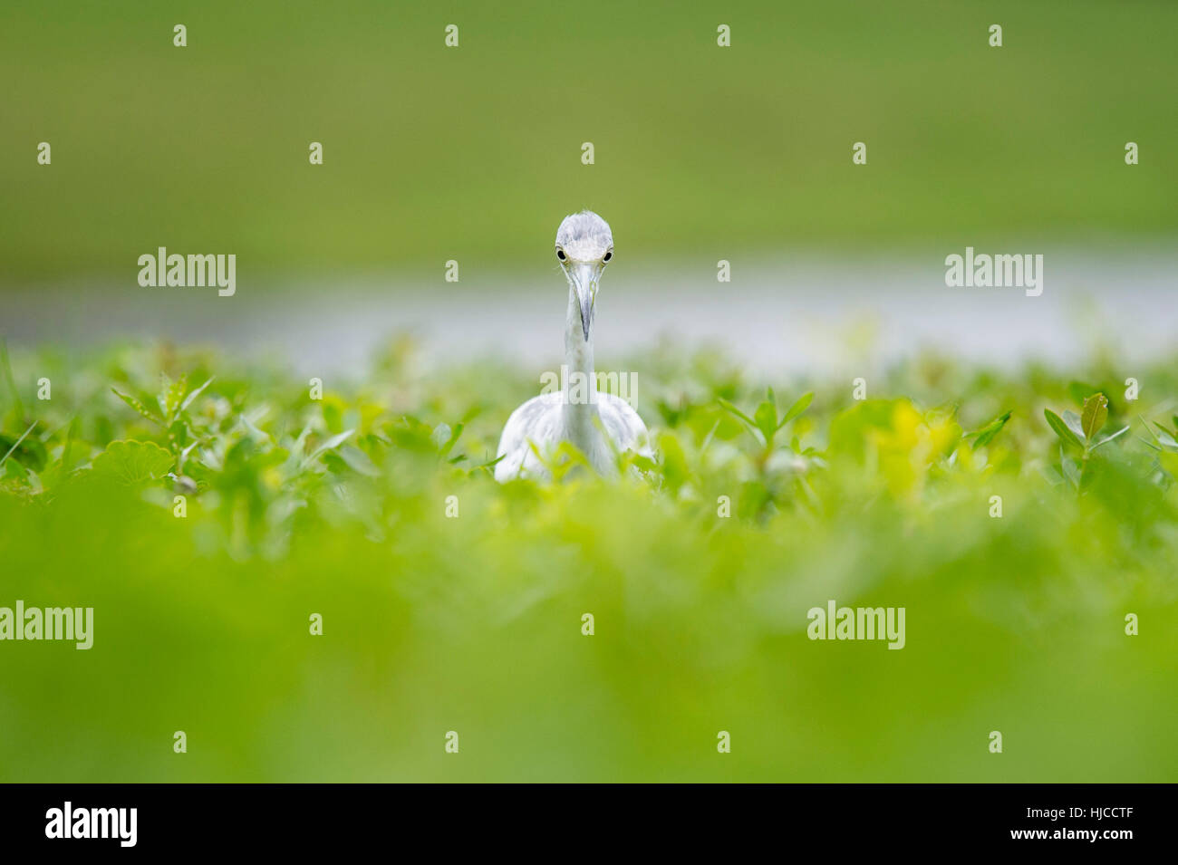 A juvenile Little Blue Heron stalks for prey in lush green vegetation ...
