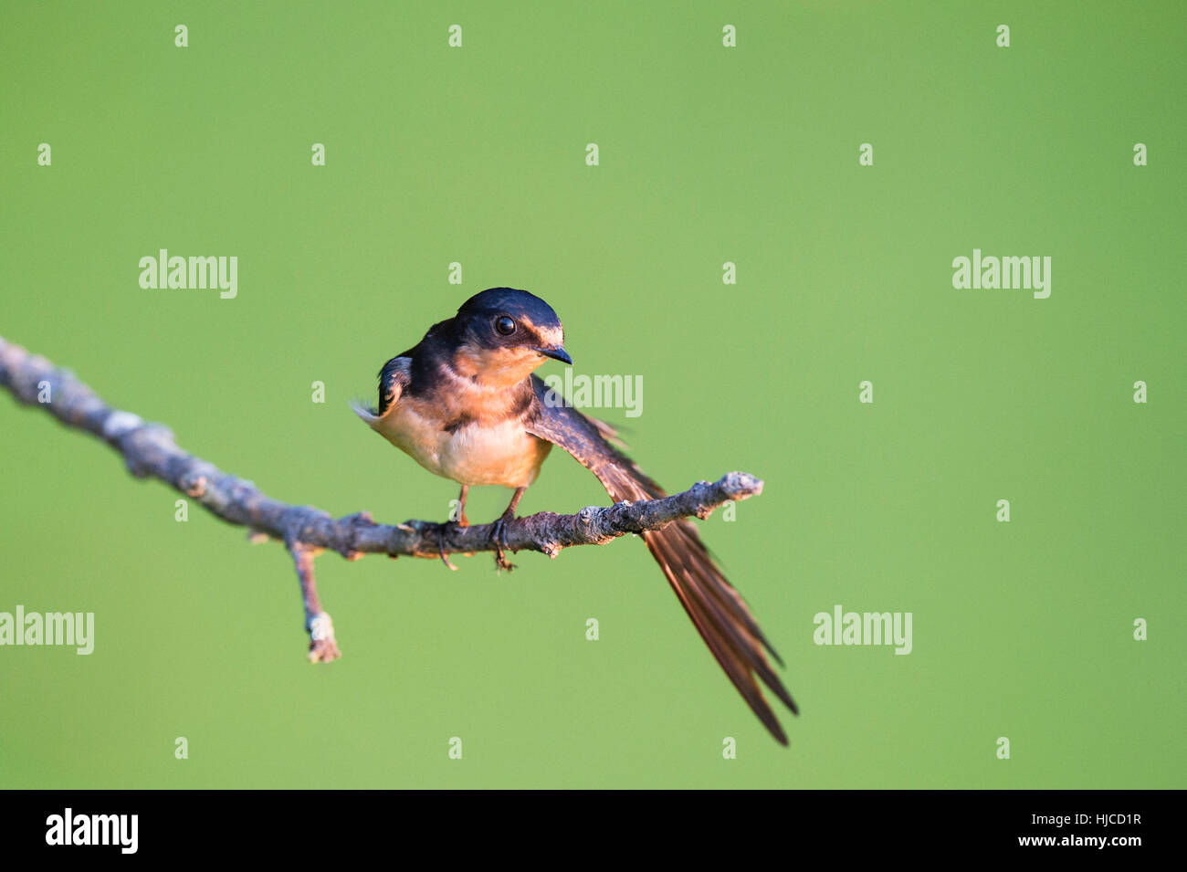 A Barn Swallow stretches out one of its wings just as the sun rises and ...