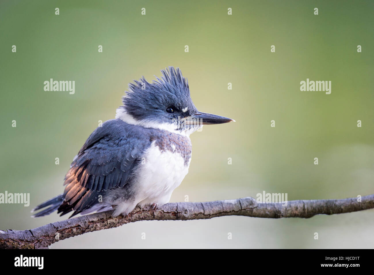 Soft bird photo hi-res stock photography and images - Alamy