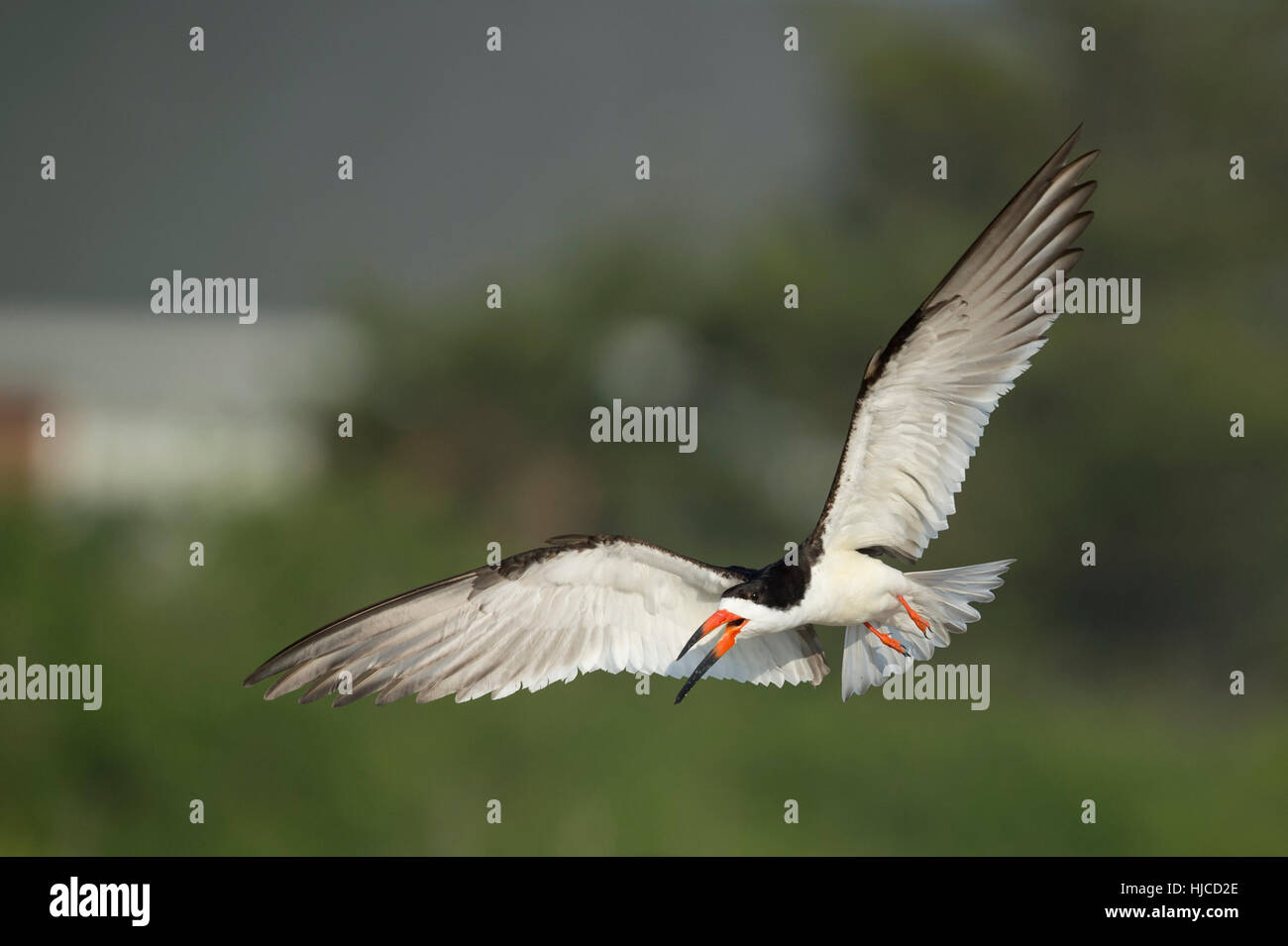 An adult Black Skimmer flies in front of a smooth green background ...