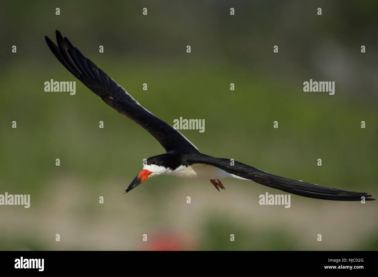 An adult Black Skimmer flies in front of a smooth green background ...