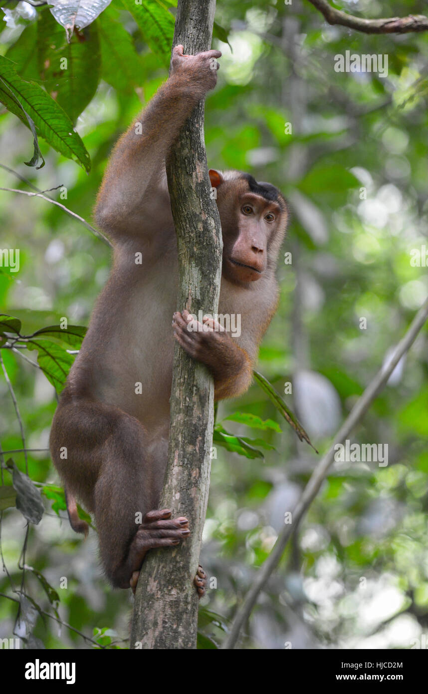 Monkey in the jungle in Bukit Lawang, Sumatra, Indonesia Stock Photo ...