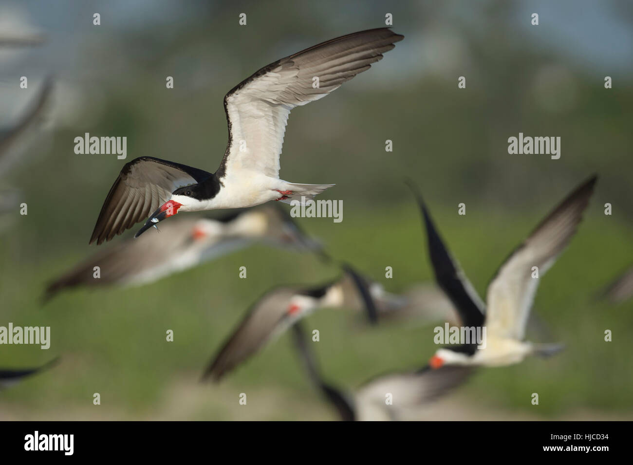 A Black Skimmer flies with a fish in its beak in front of a flock of ...