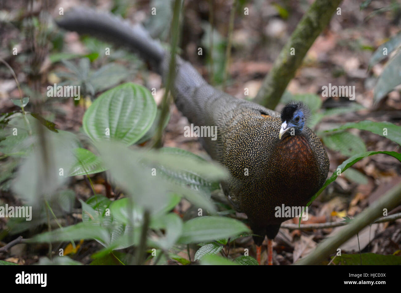 Peacock in Bukit Lawang, Sumatra jungle bird in Indonesia Stock Photo ...