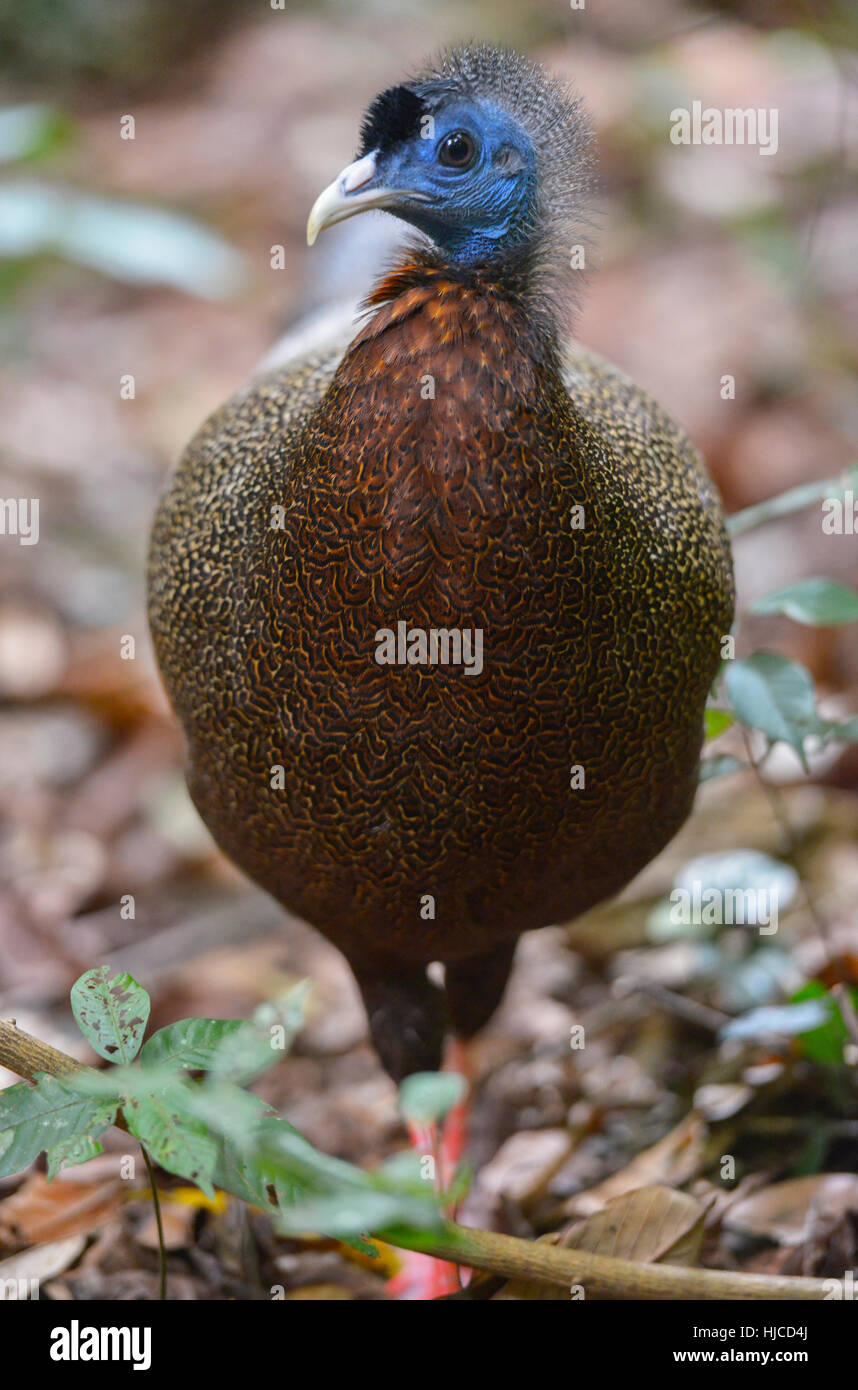 Peacock in Bukit Lawang, Sumatra jungle bird in Indonesia Stock Photo ...