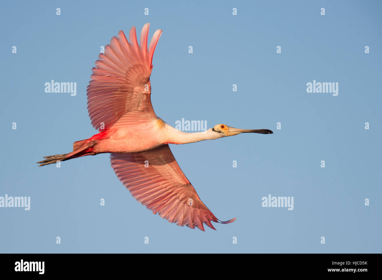 A colorful pink Roseate Spoonbill spreads its wings out while flying in ...