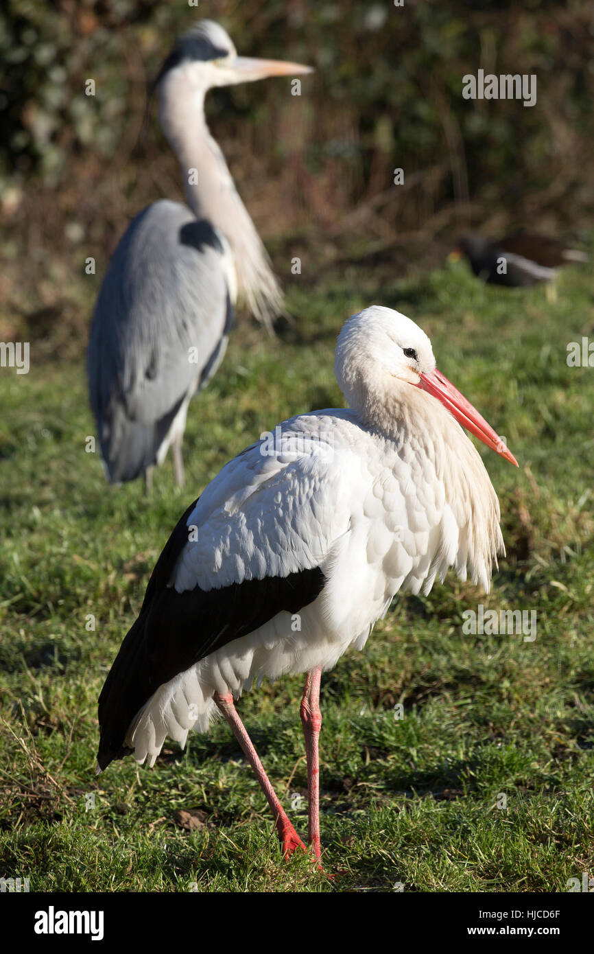 Grey stork hi-res stock photography and images - Alamy