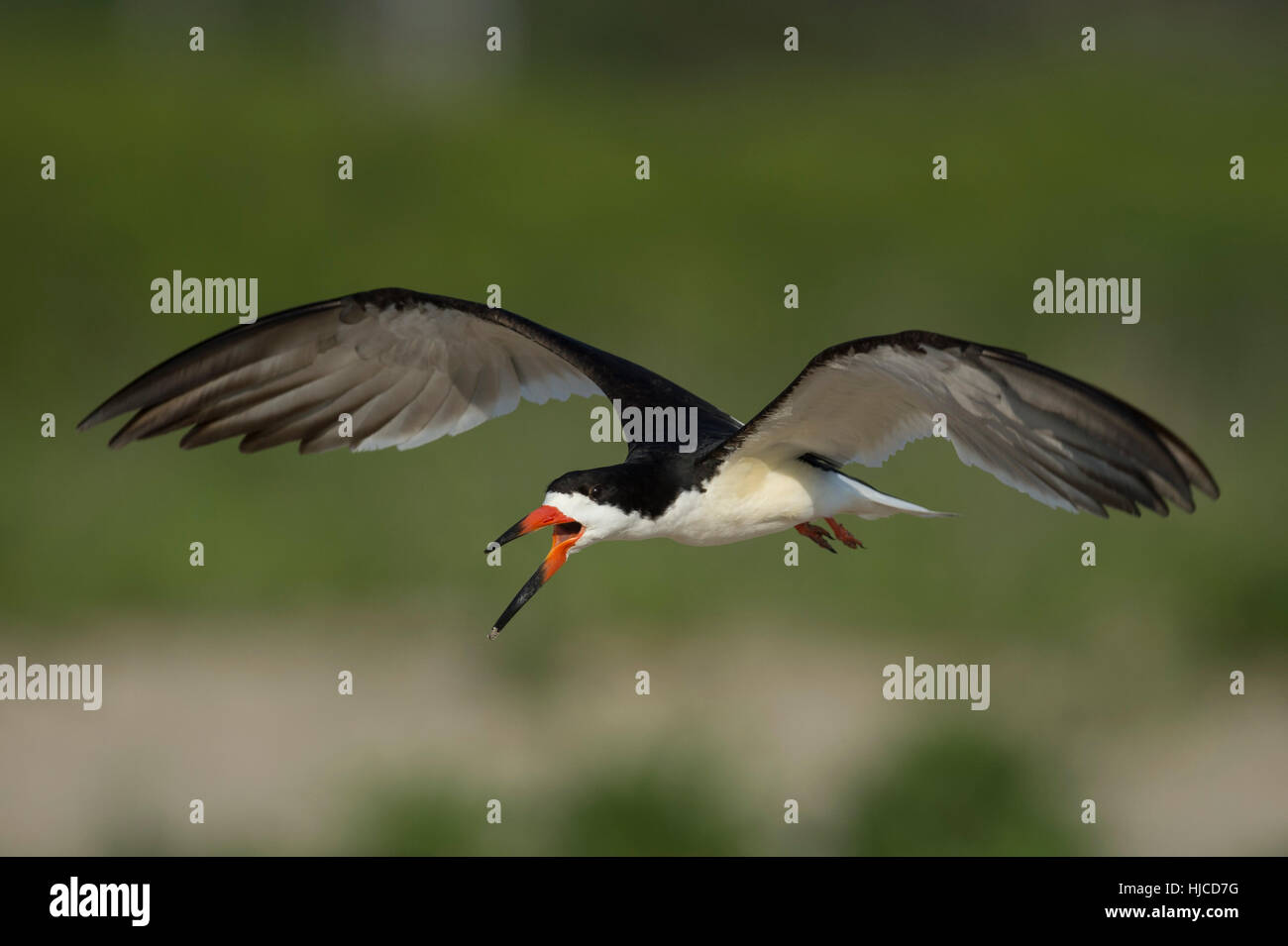 An adult Black Skimmer flies in front of a smooth green background ...
