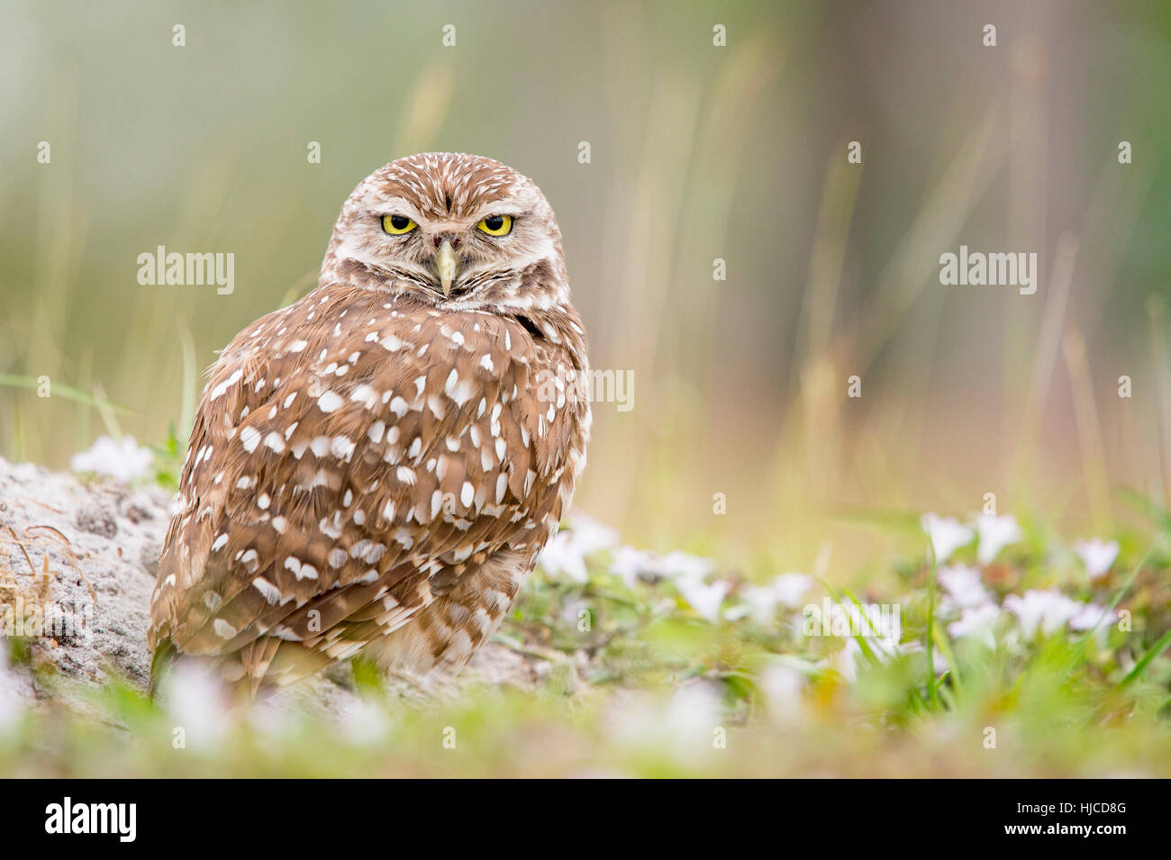 A Florida Burrowing Owl stands in its burrow surrounded by small white ...