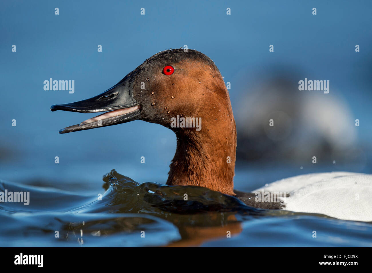 A male Canvasback duck opens its beak as it swims through the blue ...