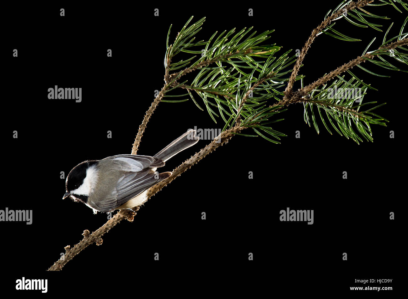 Chickadee on pine branch hi-res stock photography and images - Alamy