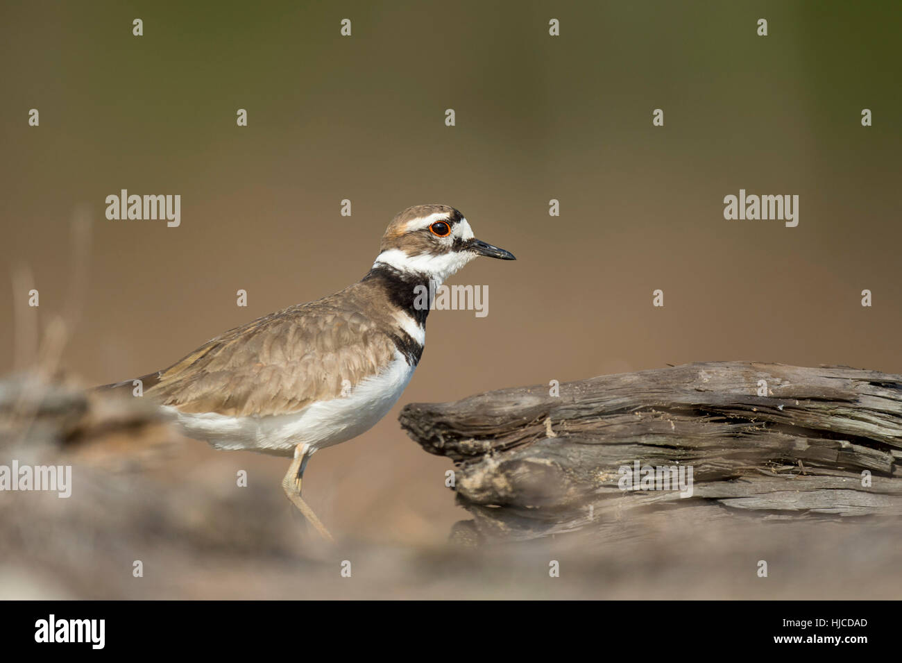 Killdeer bird hi-res stock photography and images - Alamy