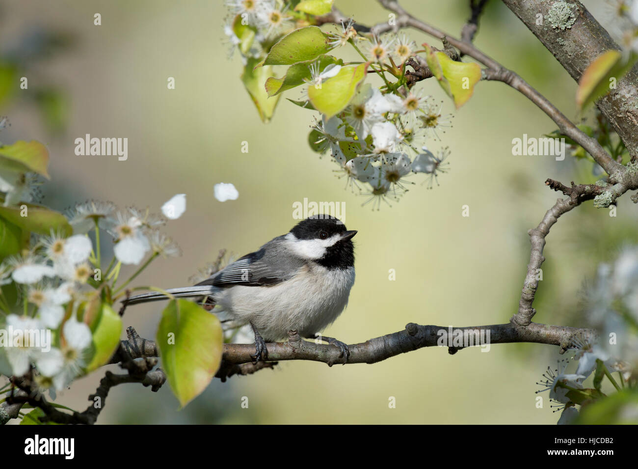 Chickadees in a tree hi-res stock photography and images - Alamy