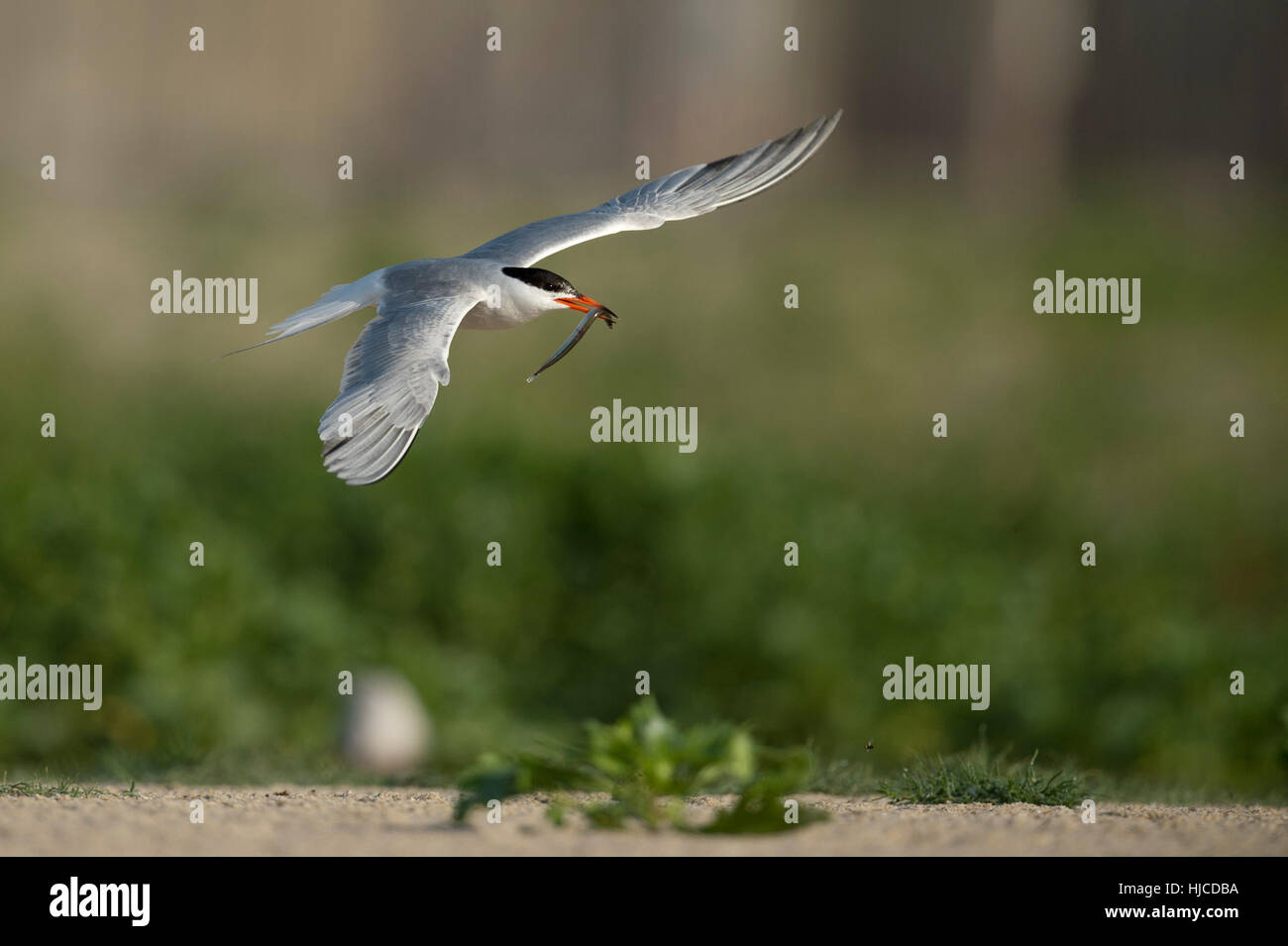 Long fish hi-res stock photography and images - Alamy