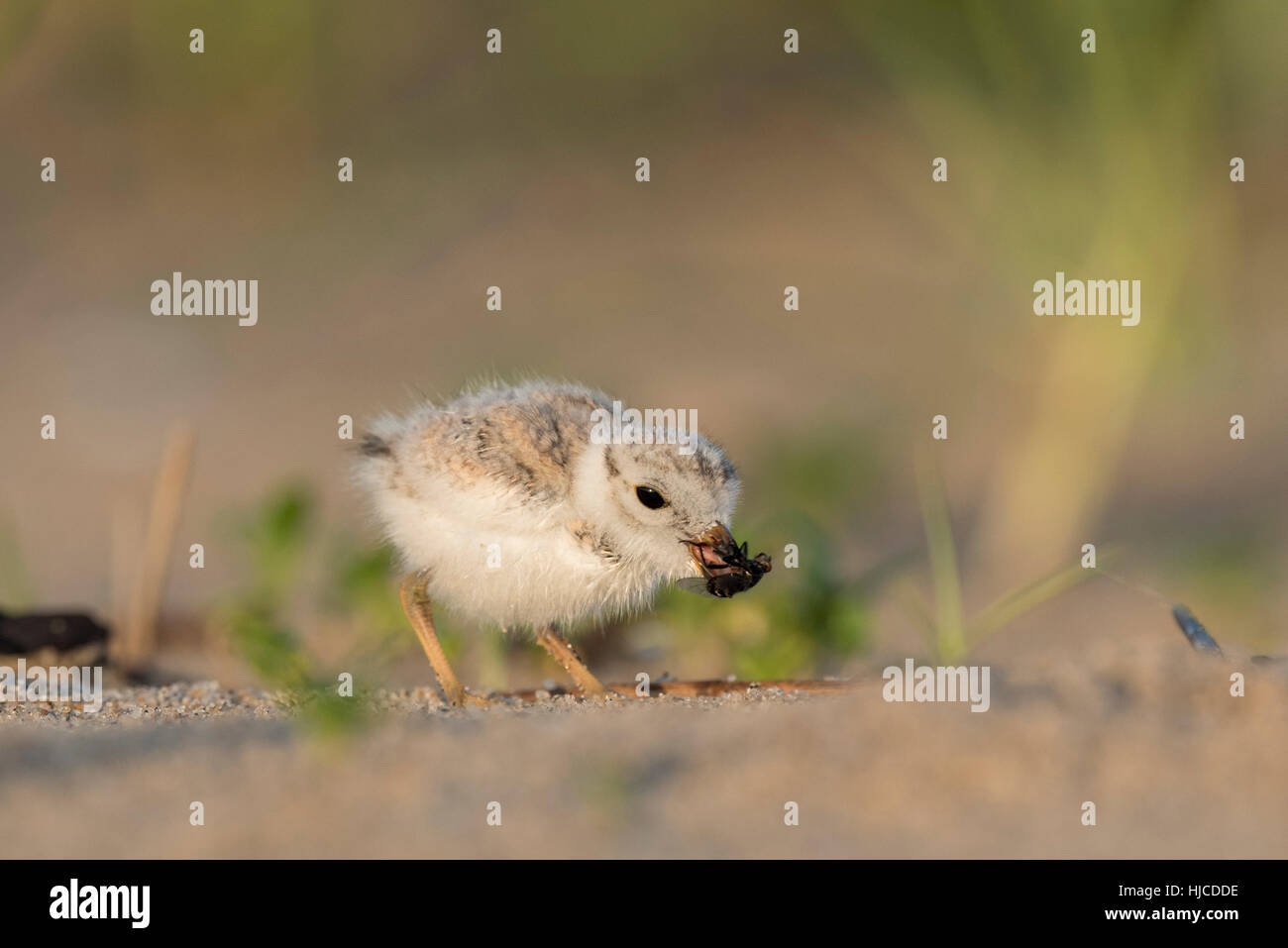 An endangered cute and tiny Piping Plover chick eats a large fly on a ...
