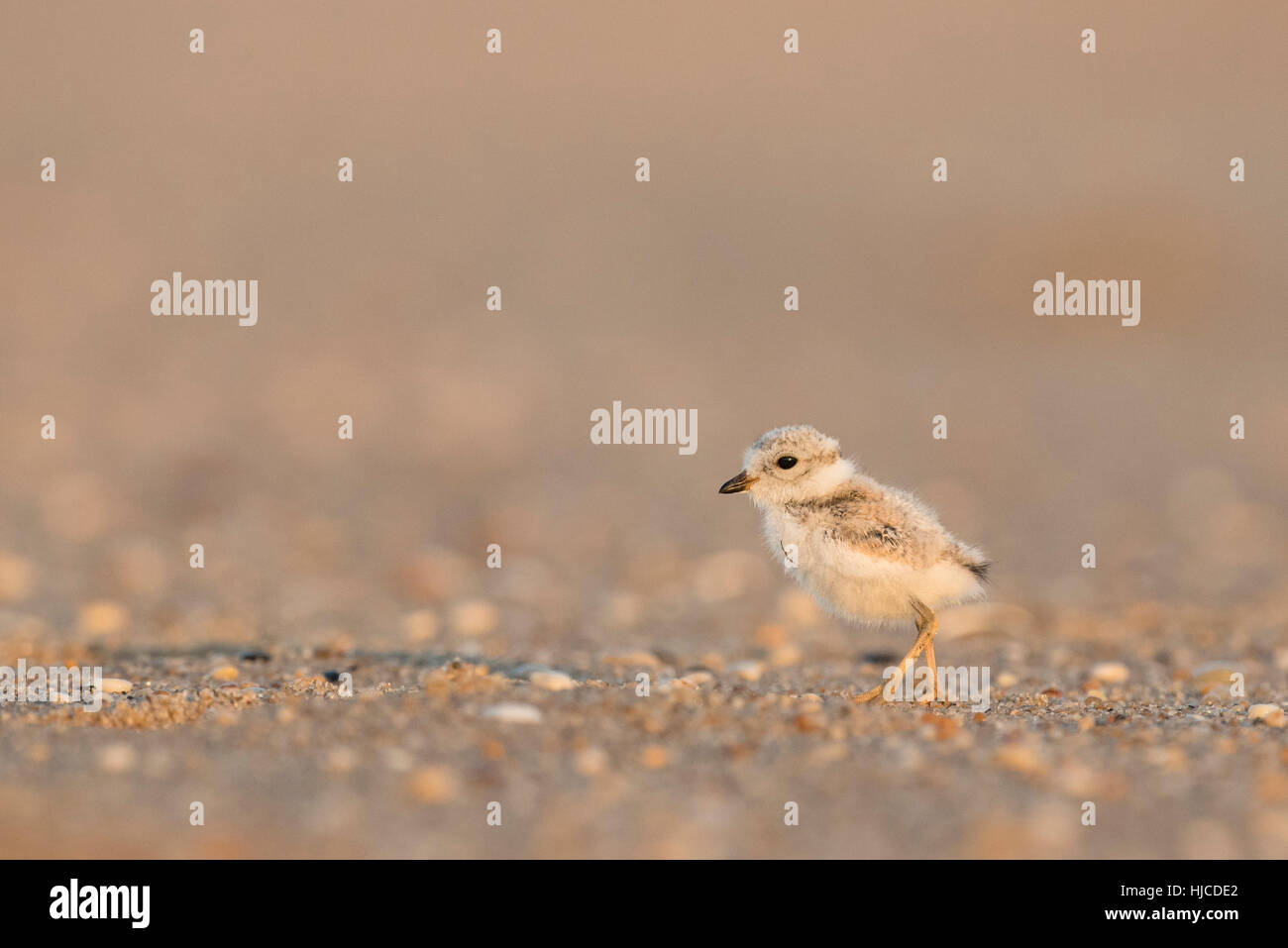 Life Cycle Of A Piping Plover