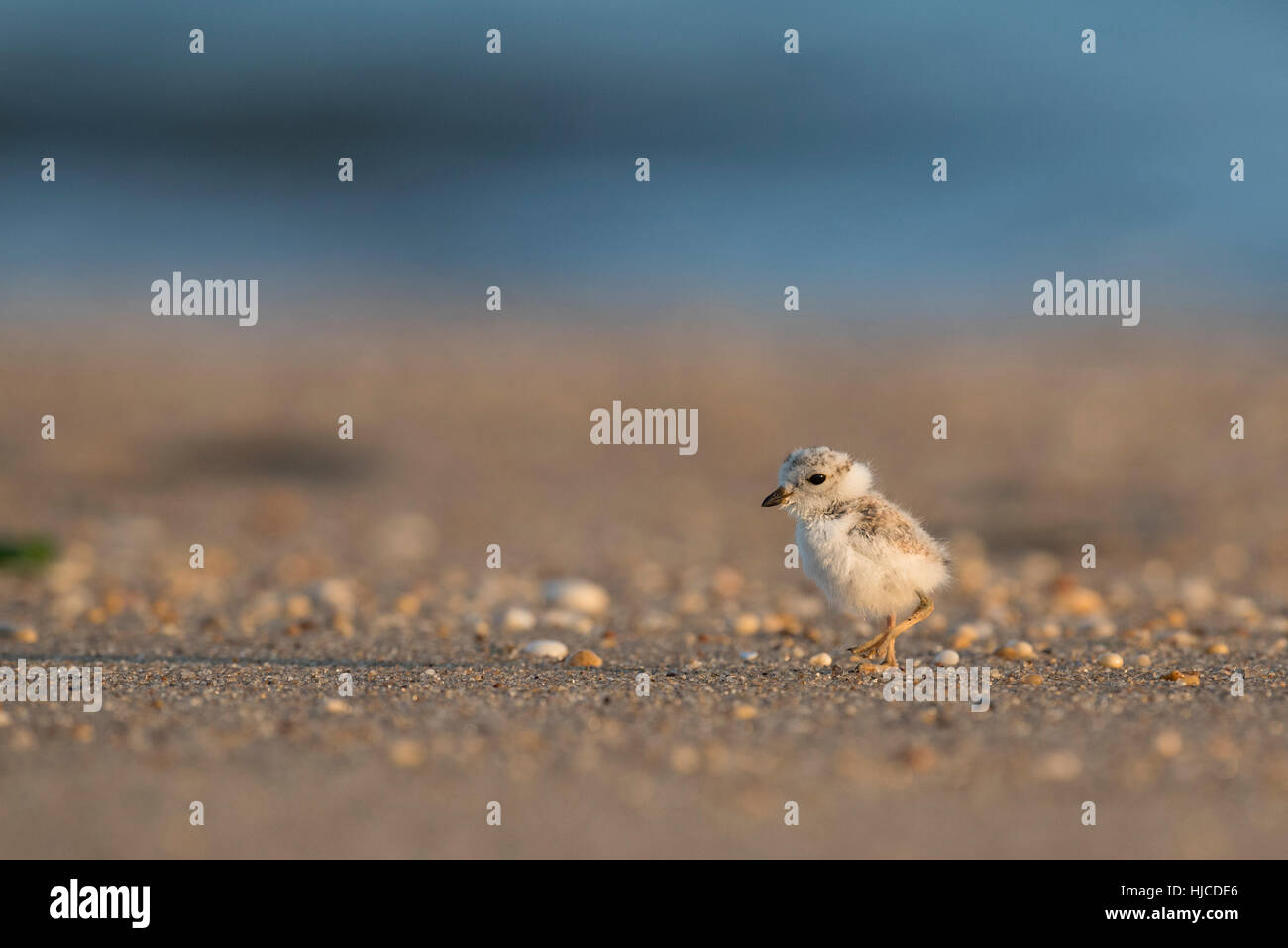 An endangered cute and tiny Piping Plover chick stands on a pebble ...