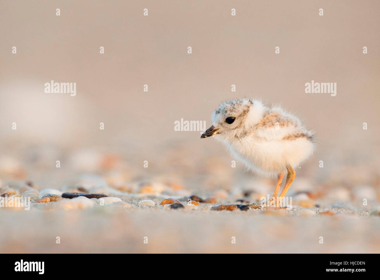 An endangered cute and tiny Piping Plover chick stands on a pebble ...