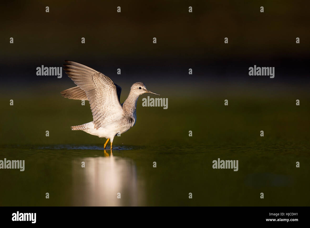 Bird preening wings hi-res stock photography and images - Alamy