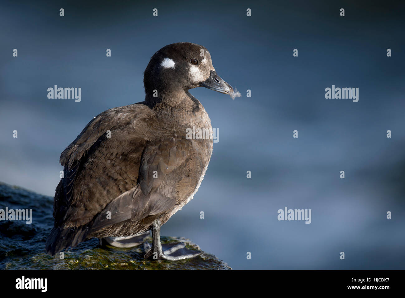 Harlequin Duck Female