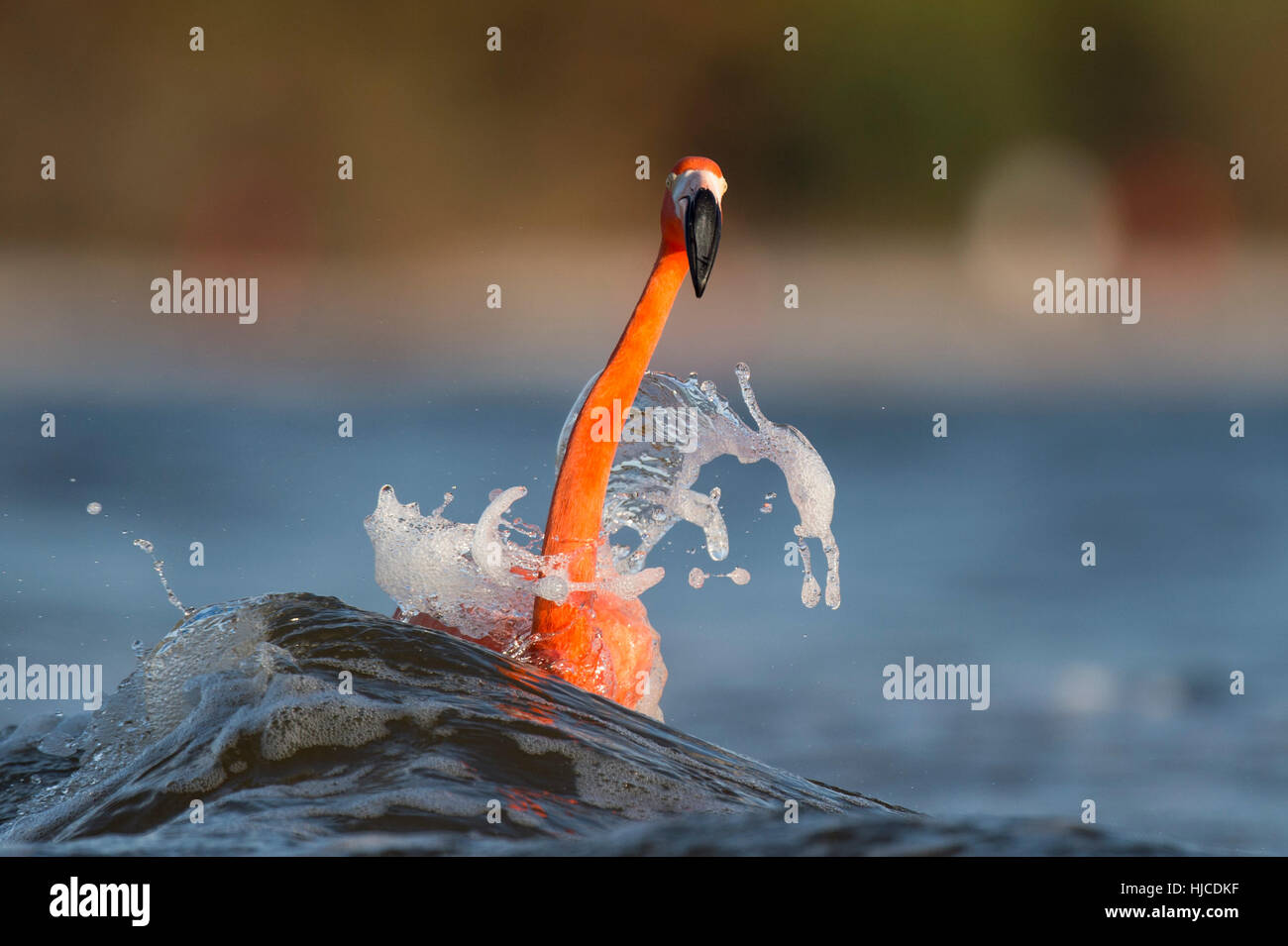 A bright pink American Flamingo is splashed by a wave as it walks ...