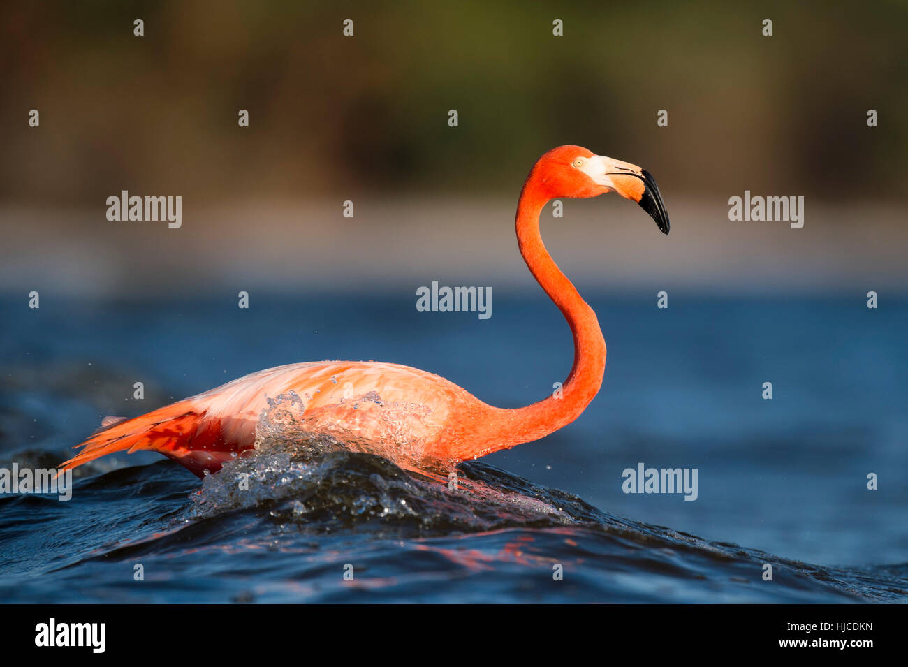 A bright pink American Flamingo is splashed by a wave as it stands in ...