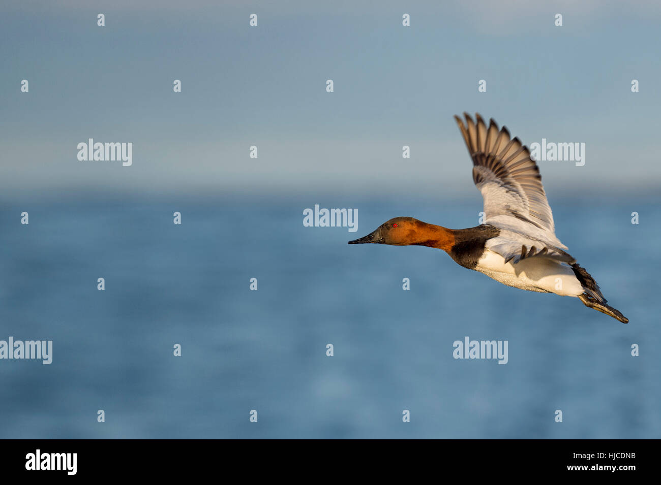Flying canvasback duck hi-res stock photography and images - Alamy