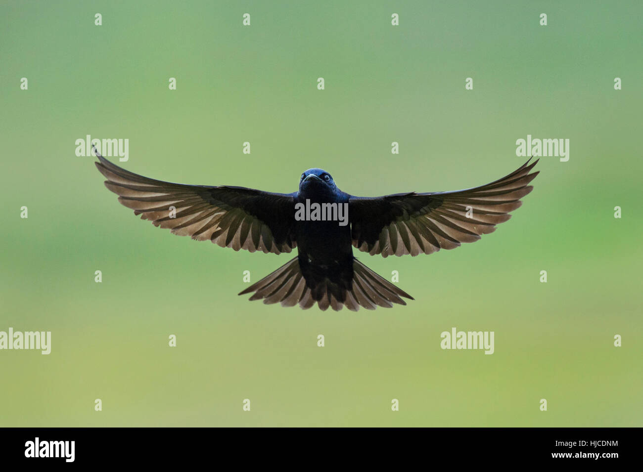 A male Purple Martin flying in front of a smooth green background of ...