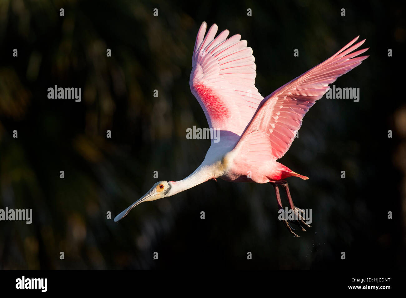A Roseate Spoonbill flies in front of a dark background as the early ...