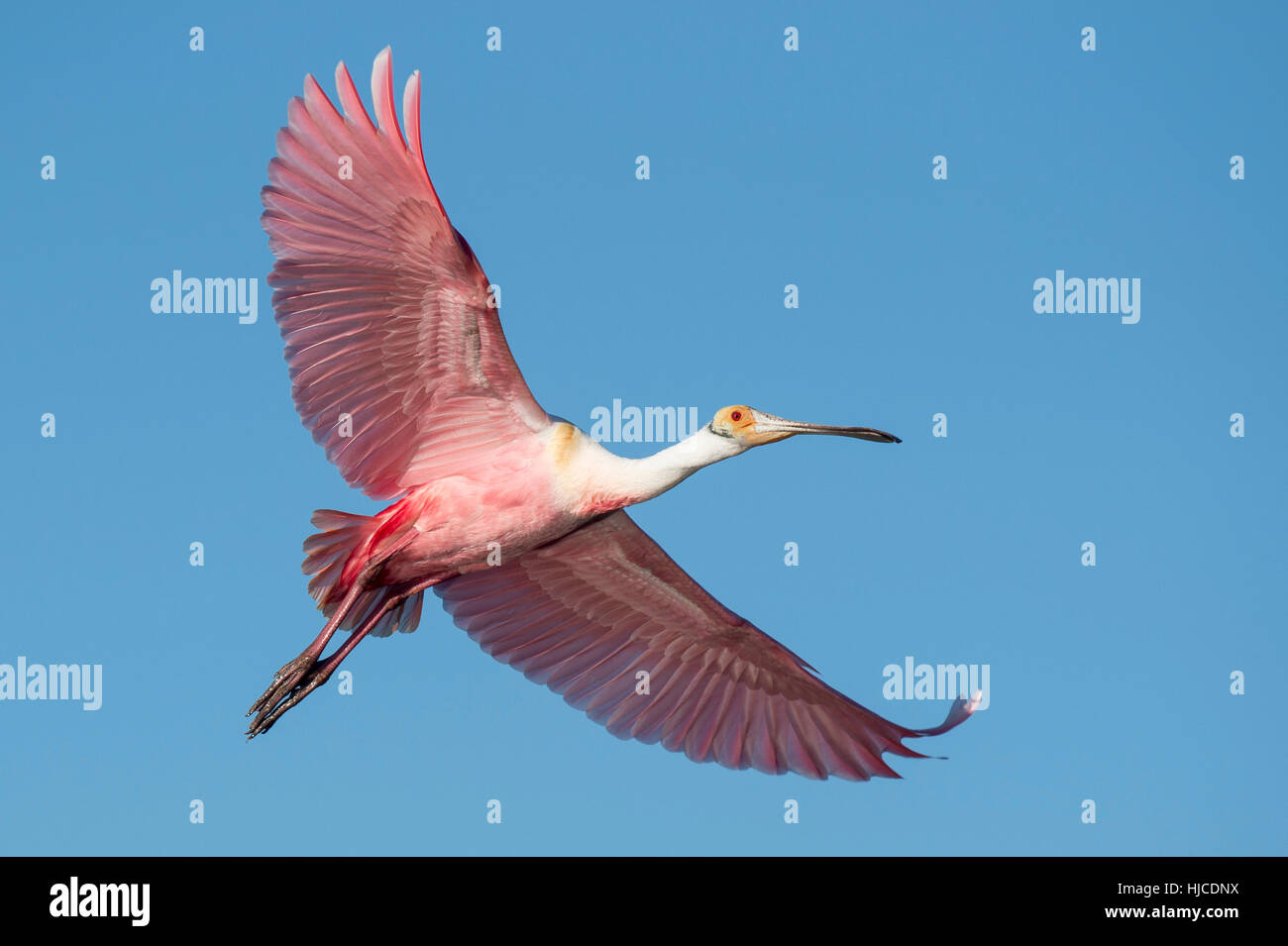 A bright pink Roseate Spoonbill flying in front of a bright blue sky ...