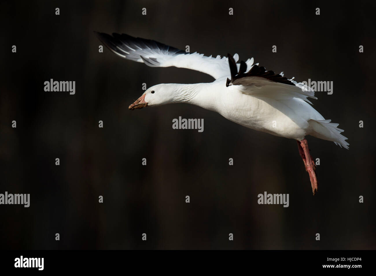 A Snow goose flies in front of a dark black background of trees on an ...