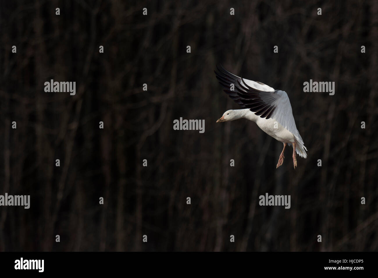 A Snow goose flies in front of a dark black background of trees on an ...